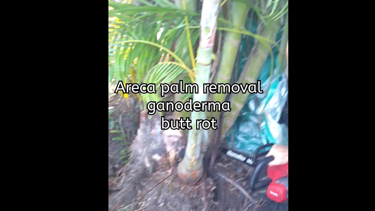 areca palm removal tip - ganoderma butt rot - YouTube