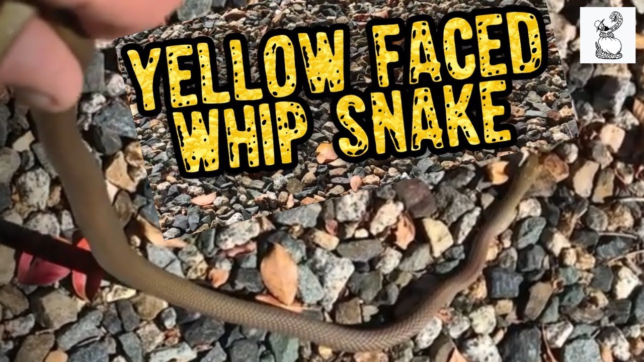 Yellow Faced Whip Snake - Stanthorpe - YouTube