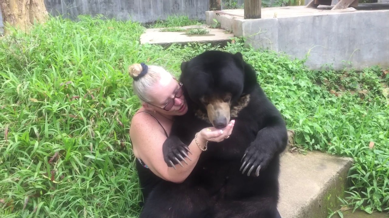 Sunbear fun - YouTube