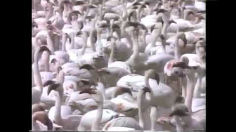 Henry's Amazing Animals Season 1 - YouTube