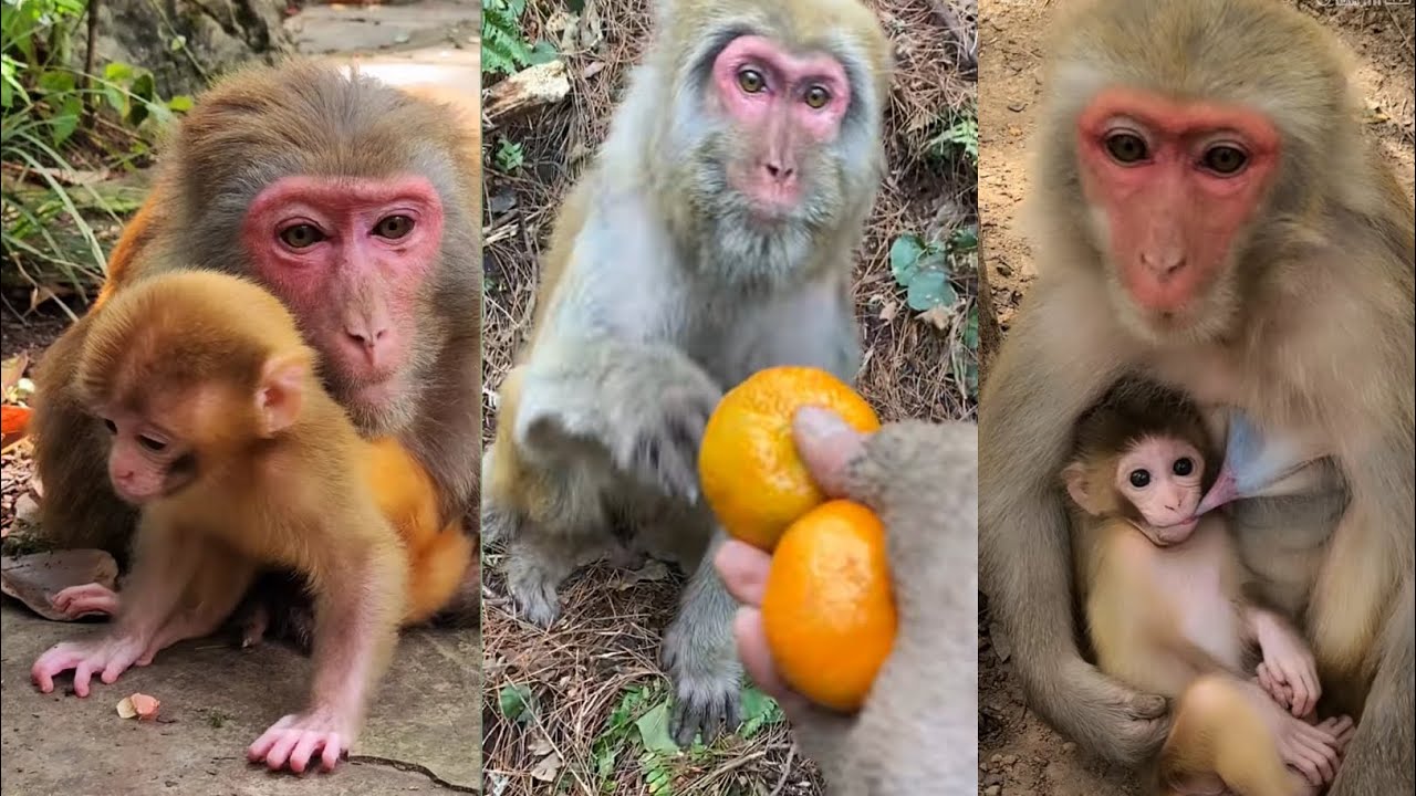 Superb ! Look At These Cute And Innocent Monkeys And Baby - YouTube