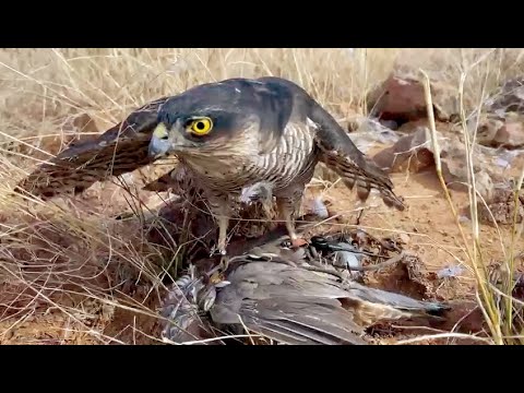 Sparrow-hawk on Gambels Quail (Subscriber Submitted) - YouTube