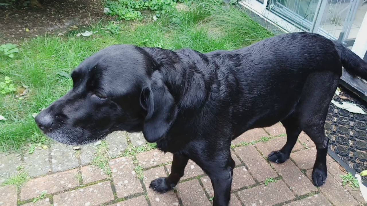 Snoopy (9), Day 14 - Post TPLO Surgery. - YouTube