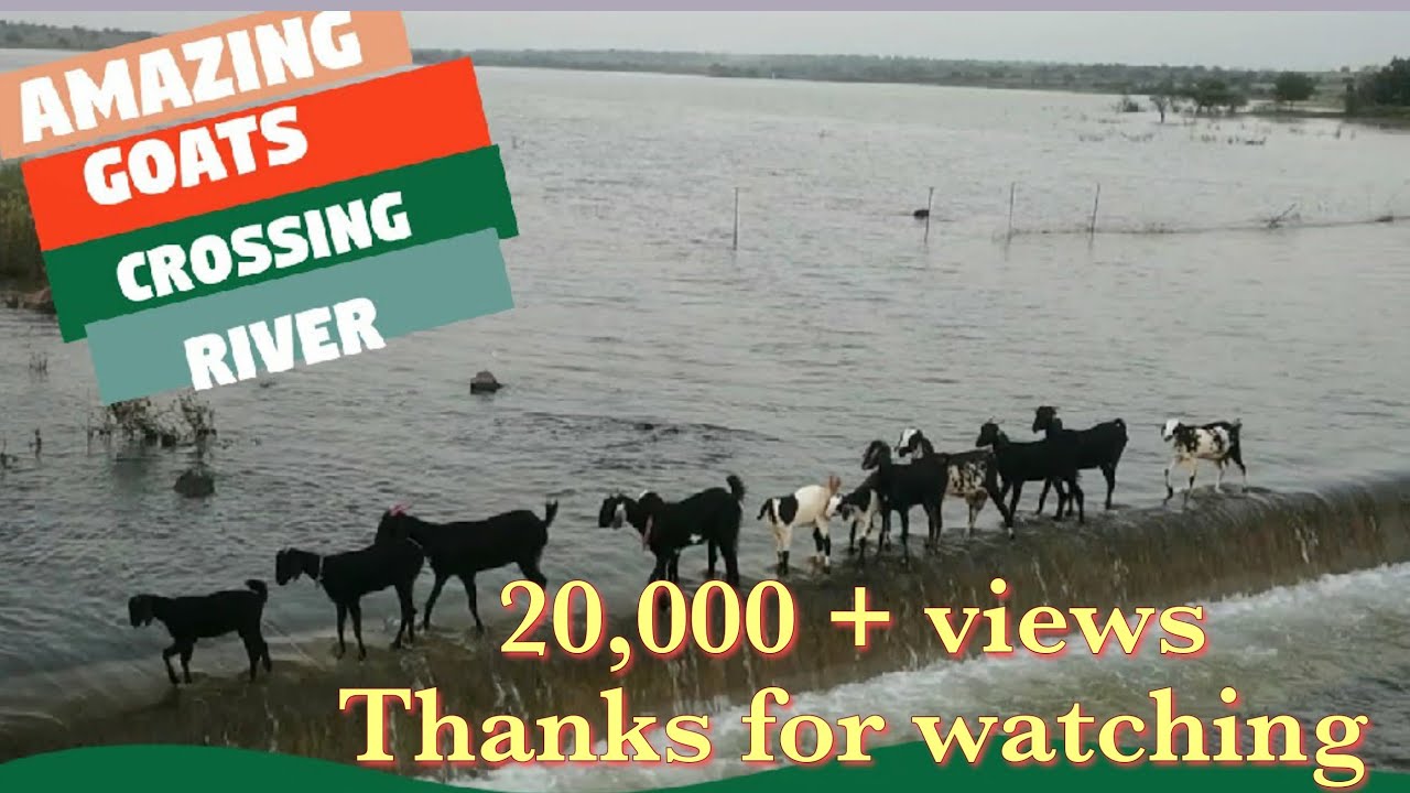 Goats crossing river//Amazing goats crossing river//leadership quality ...