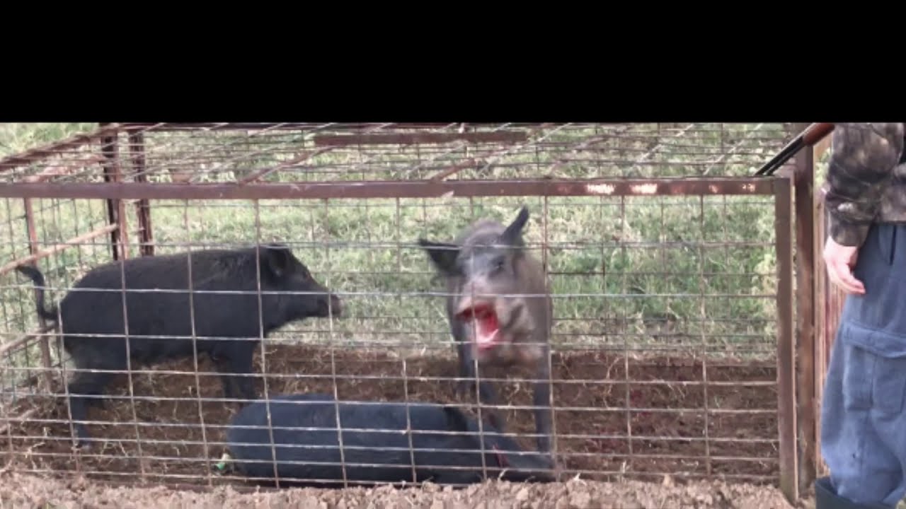 Trapping wild hogs in east Texas @Fosters Farms - YouTube