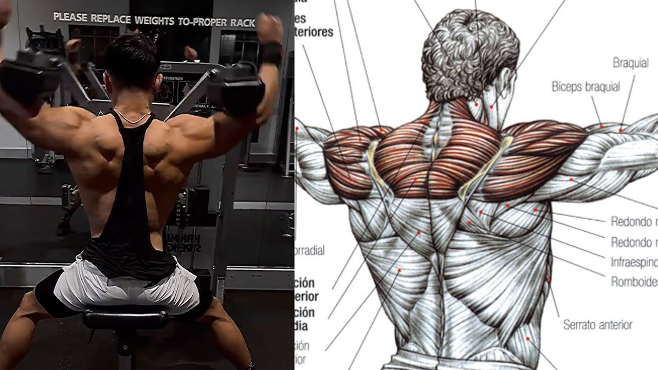 Ejercicios para Desarrollar el Trapecio y los Hombros | Fitness Body ...