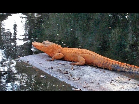 Orange Alligator rare footage found on camera - YouTube