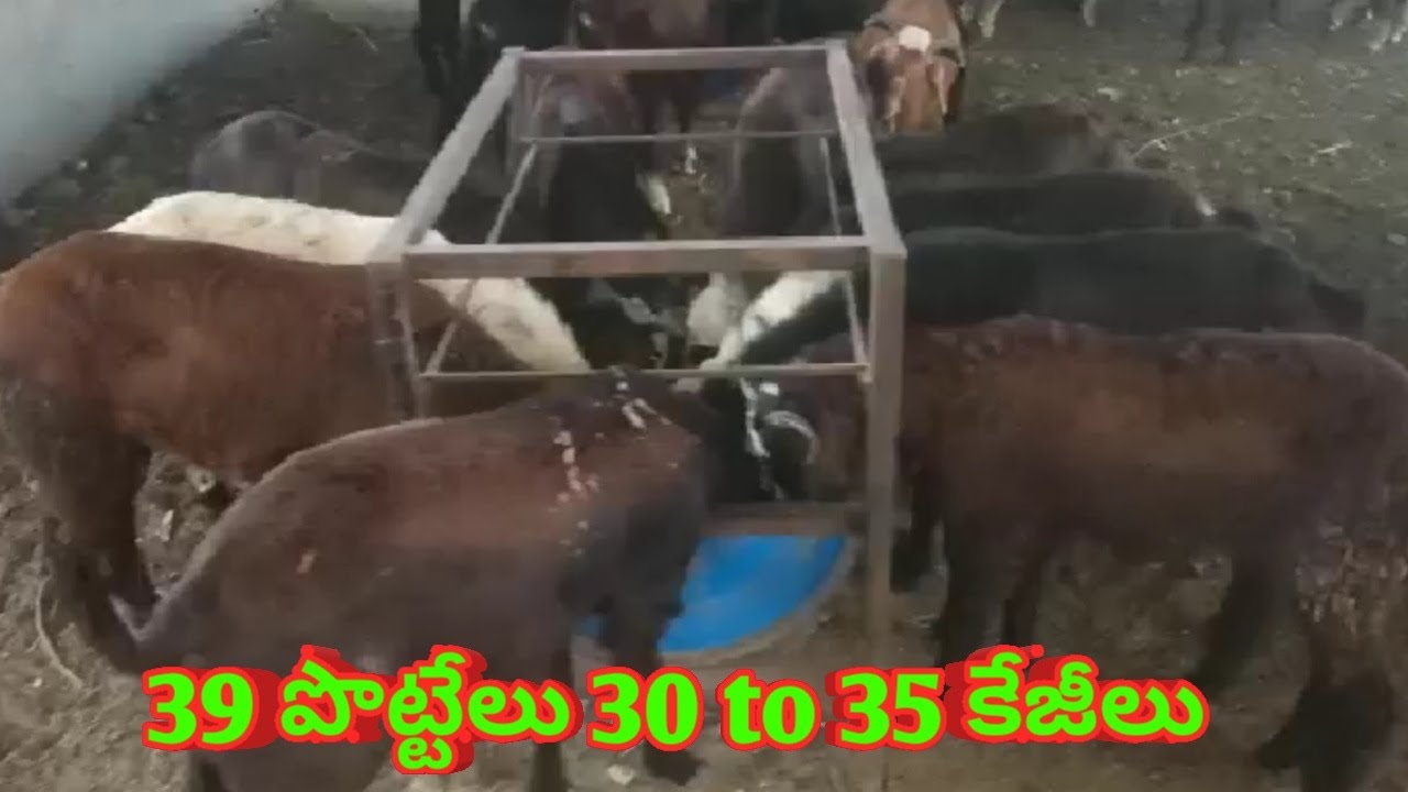 SRI RAMA SHEEP AND GOAT FARM 8639106195,9491022354 - YouTube