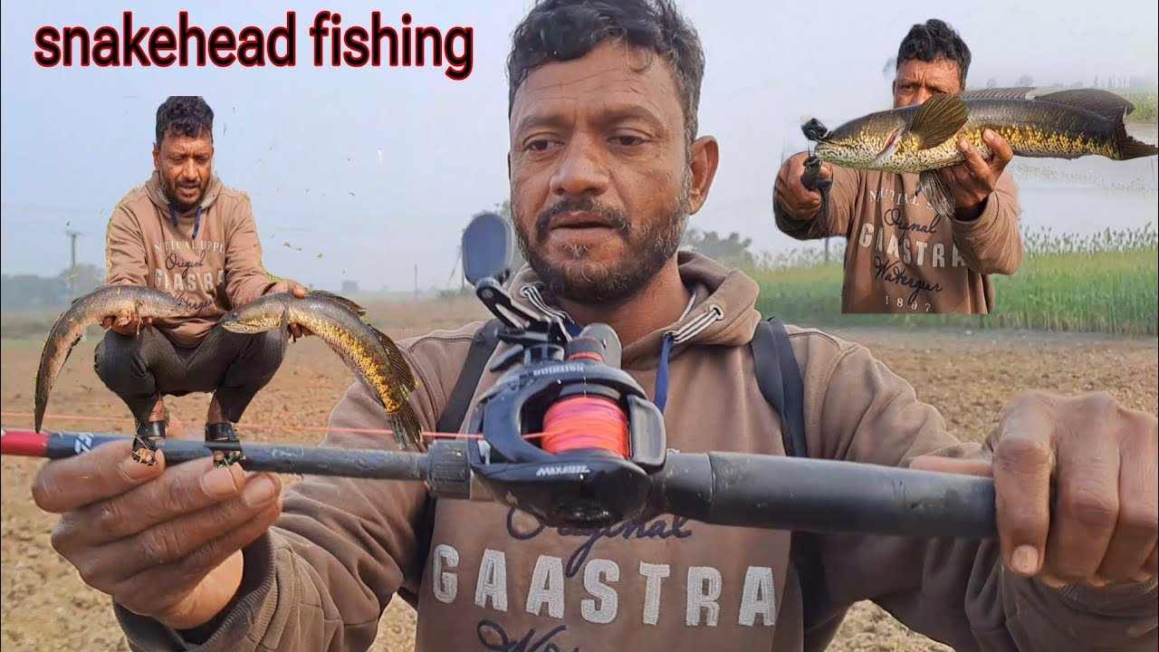 Amazing Maral Hyderabad Snakehead Fishing Videos | Samal Fishing ...