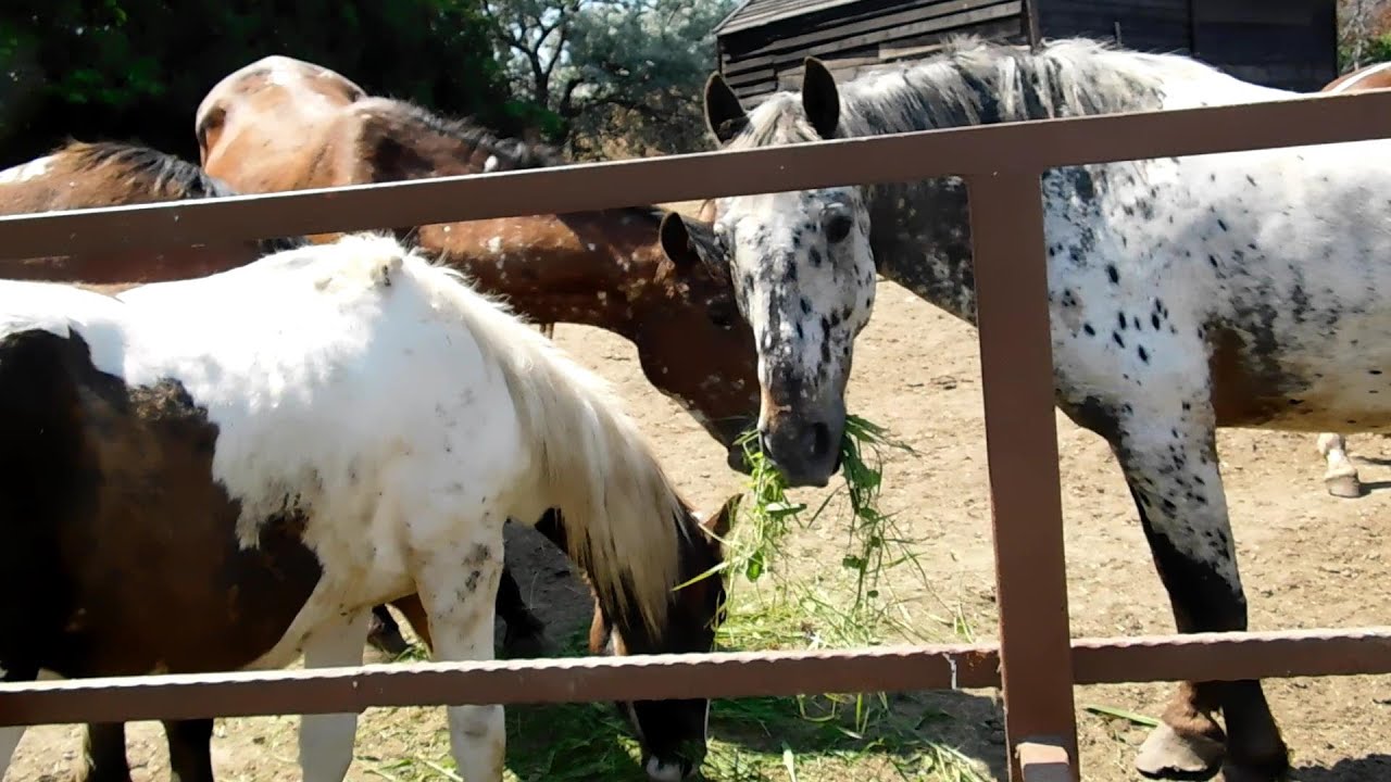 #249 CAI APPALOOSA LA MICROREZERVATIA DIN CONSTANTA - ZOO ROMANIA - YouTube