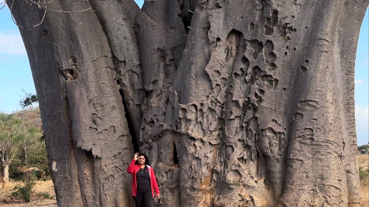 The magnificent Baobab tree of Africa, 17 Jun 24, Malawi, Kisan ...