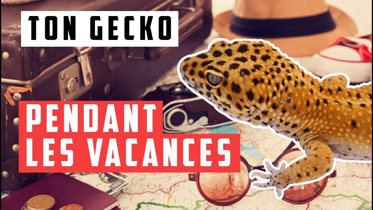 5 SOLUTIONS pour garder ton gecko pendant les vacances - YouTube