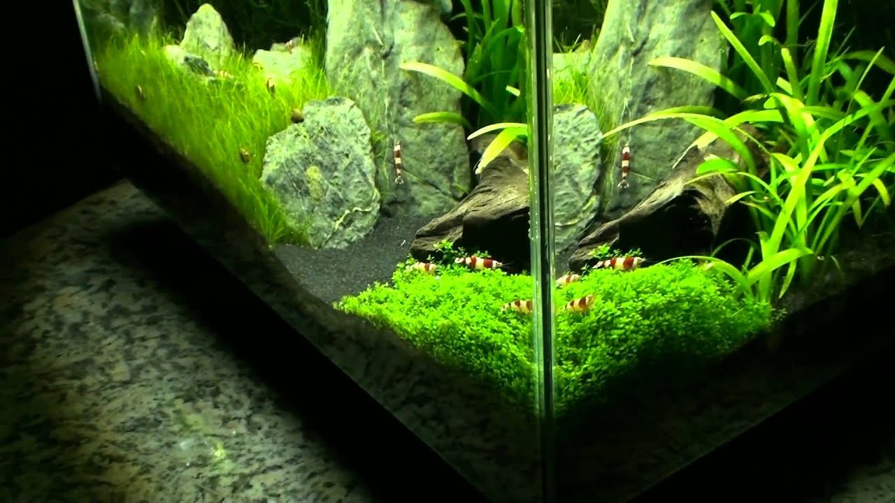 Fluval Edge (01.02.2011) - YouTube
