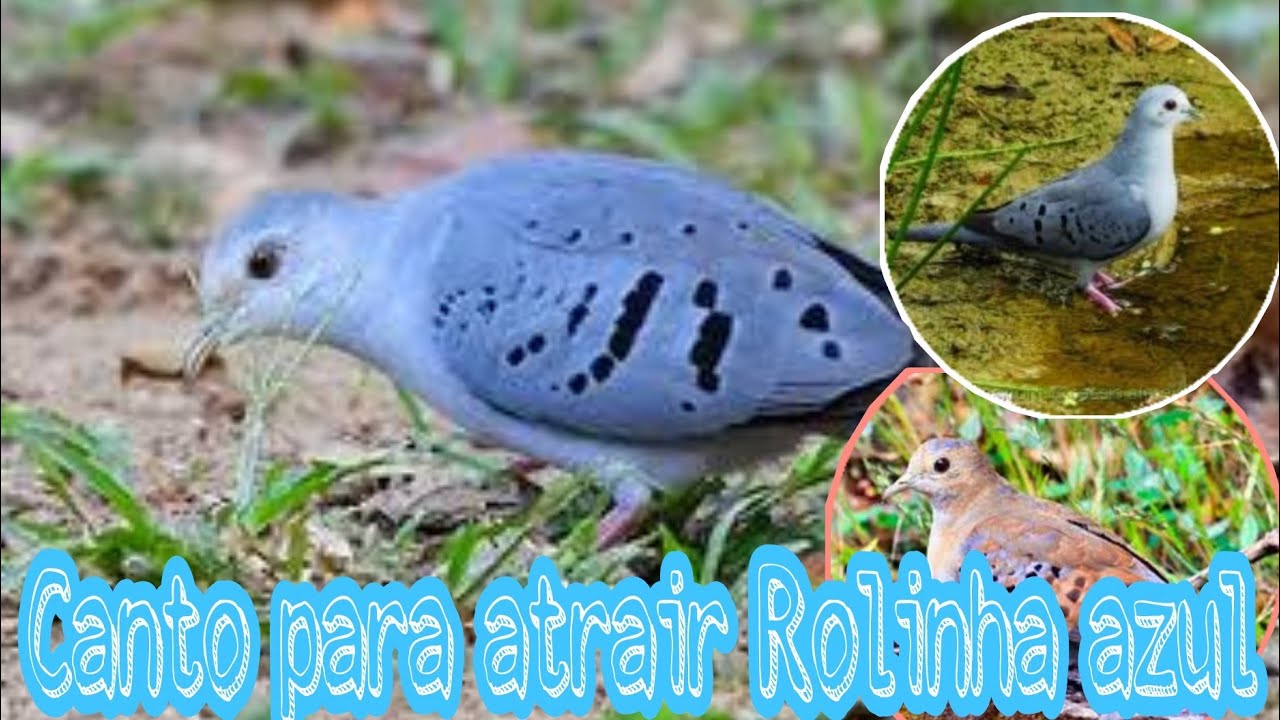 Canto para atrair rolinha azul (Tote) - YouTube