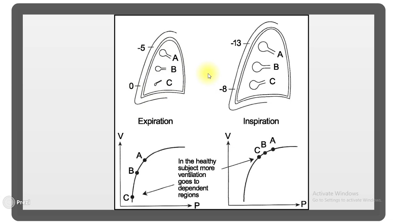 physiology: ventilation of the lung - YouTube