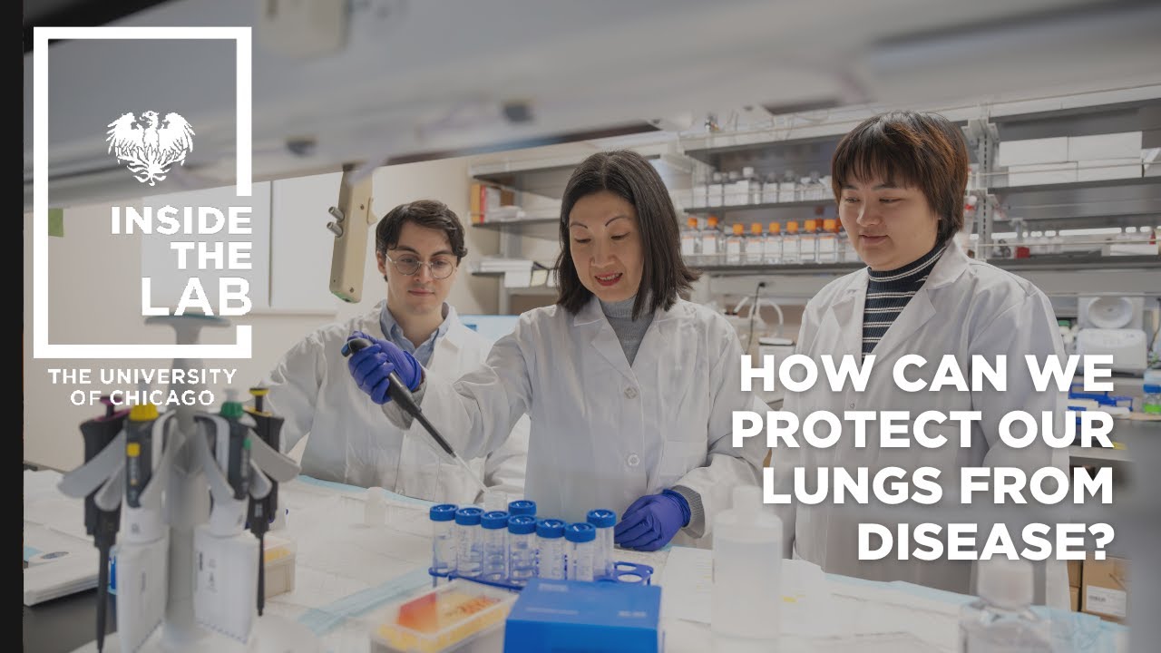 Chen Lab: How can we protect our lungs from disease? — Inside the Lab ...