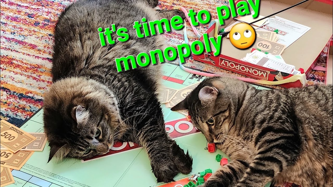 Funny cat loves playing monopoly - YouTube
