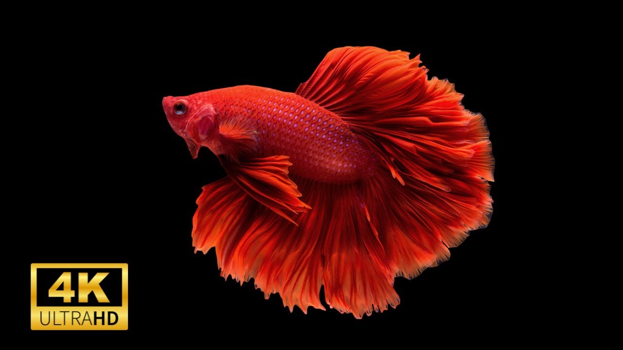 Beautiful Halfmoon Betta fish 4k Most Favorited Fish - YouTube