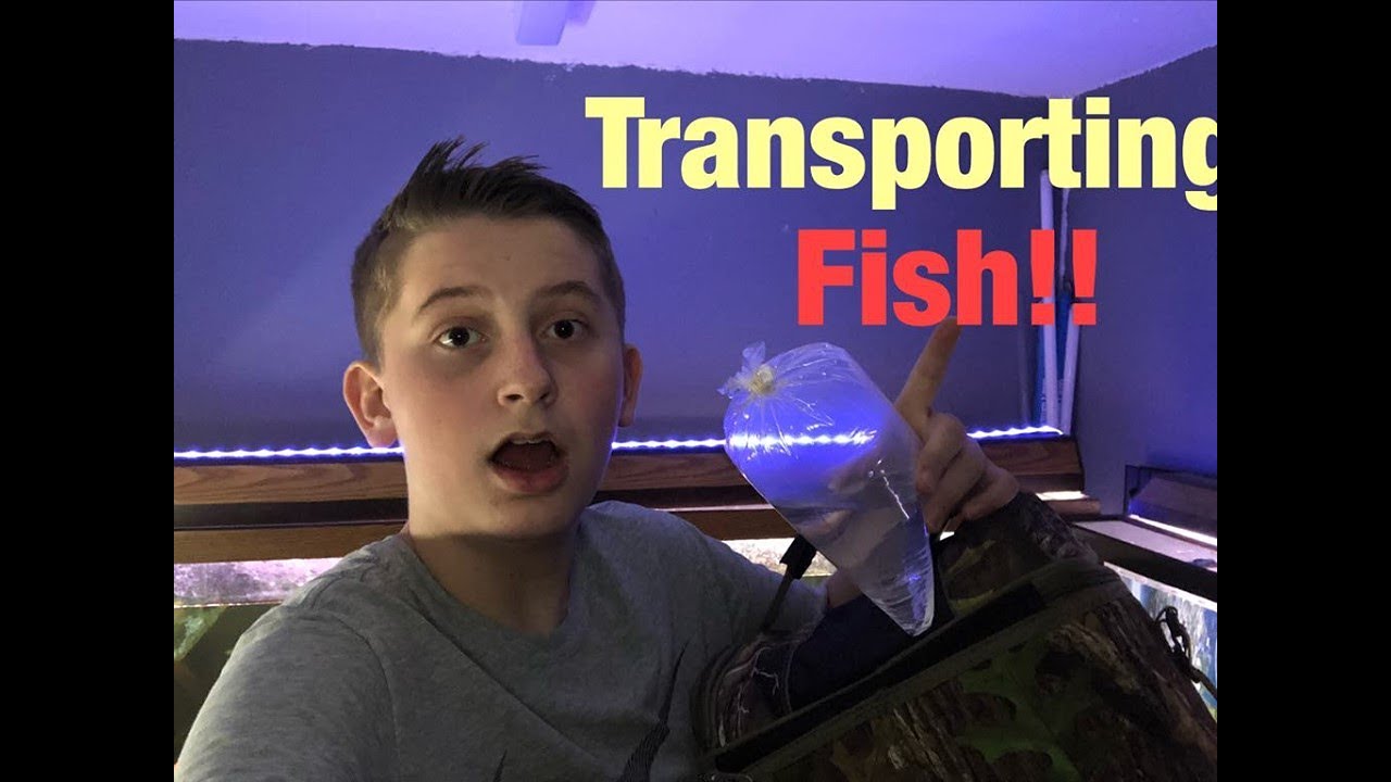 How To Travel With Fish!! / Transporting Fish Long Distances! - YouTube