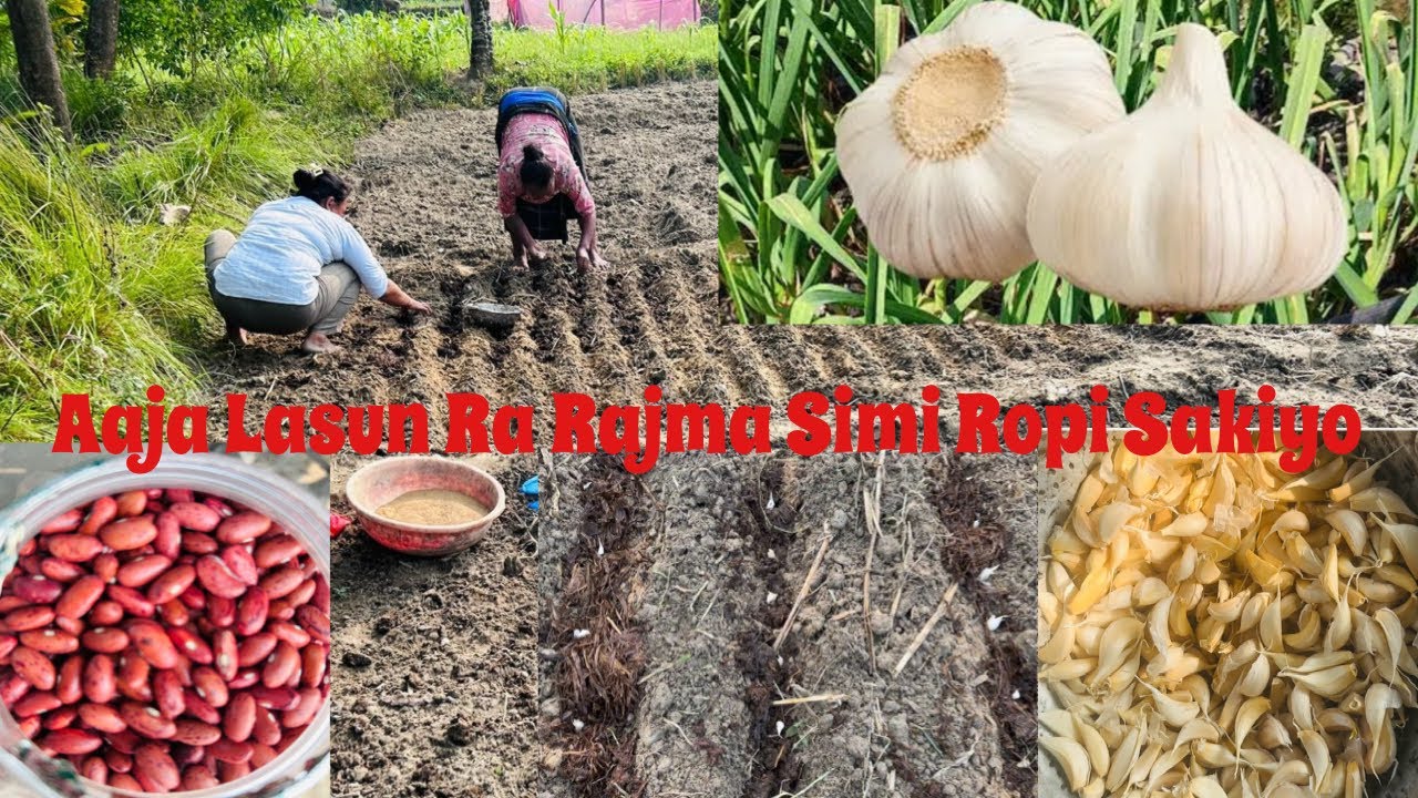 How To Plant Garlic 🧄||Yo Tarika Bata Lasun Ropnuhos Tulo Falxa#garlic# ...