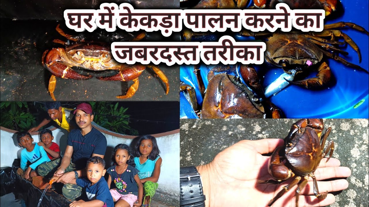 Crab farming | Crab farming at home !! Freshwater crabs || - YouTube