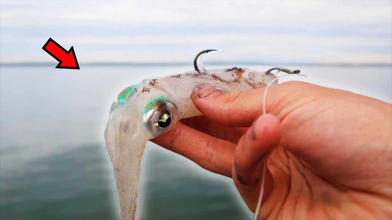 Fishing with Squid for GIANT Fish!?! - YouTube