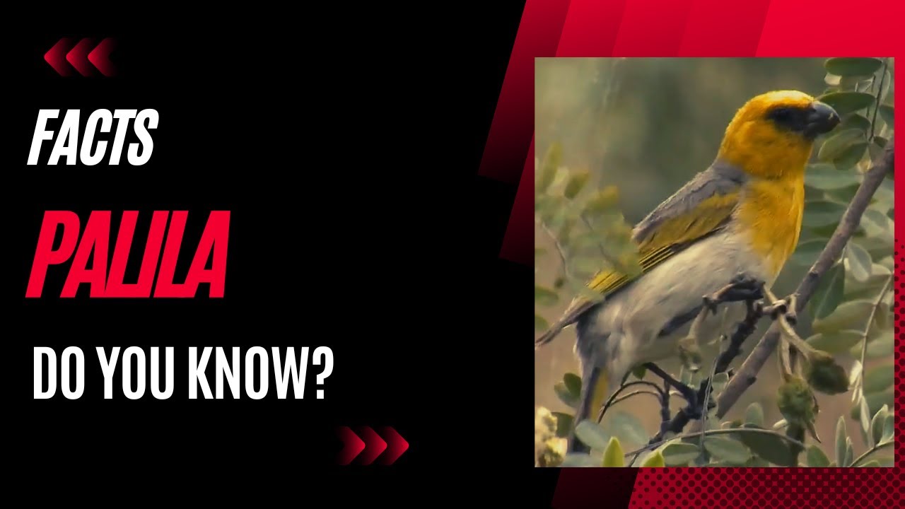 palila facts - YouTube