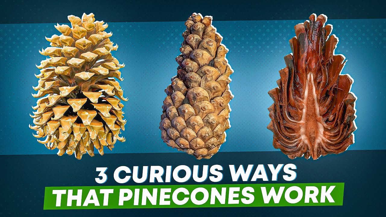 3 Curious Ways Pinecones Work - YouTube