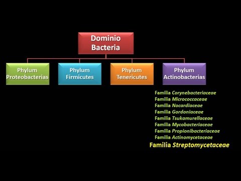 Dominio Bacteria: Phylum Actinobacteria 8 - Familia Streptomycetacea ...