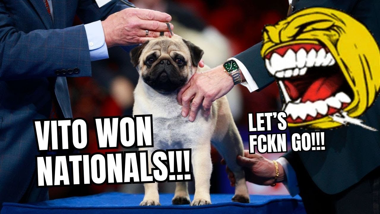 From Underdog to Top Dog: Vito the Pug Won National Dog Show! - YouTube