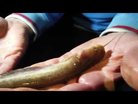 Fishing in Albania CatFish - Street Food - Fishing in the dark ...