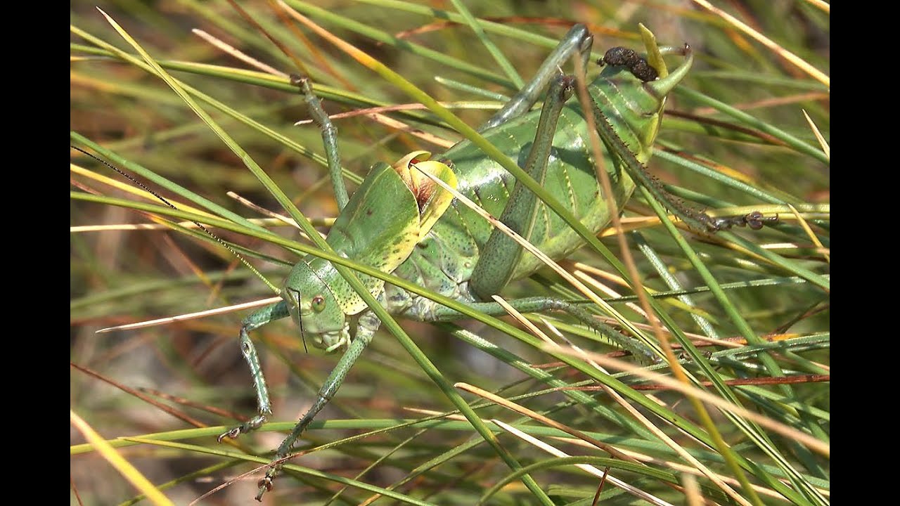 Bull Bush-cricket Polysarcus denticauda, singing male - YouTube