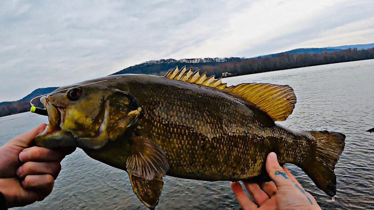 MICRO BAITS CATCH BIG FISH! (Micro Ned BFS Bank fishing) - YouTube