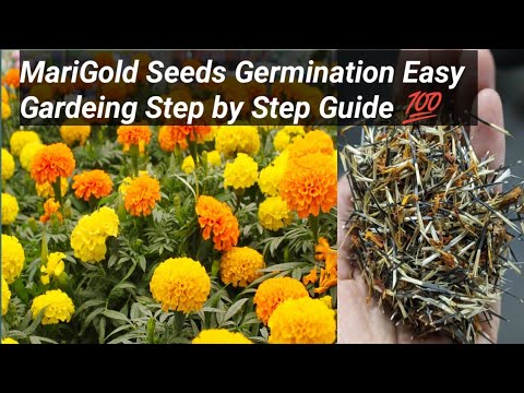 Marigold Seed Germination | Easy Step-by-Step Guide for Beginners - YouTube