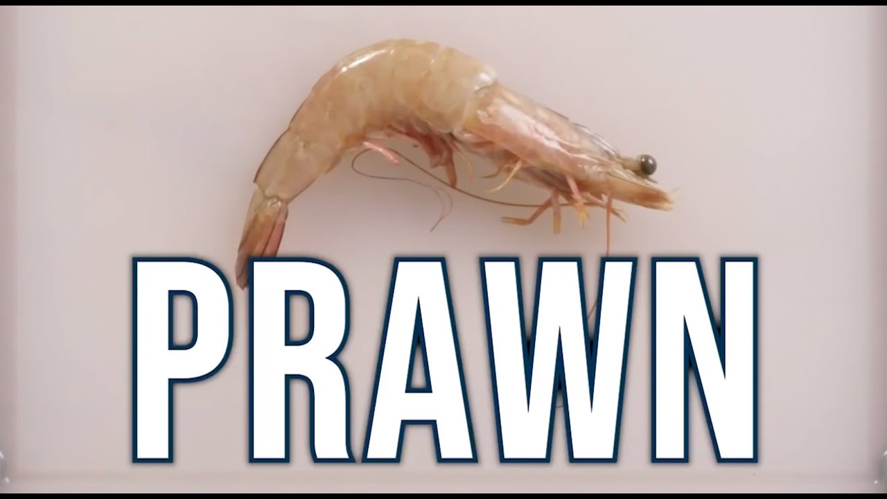 "How to Open Every Shellfish" but only the uncomfortable sounds - YouTube