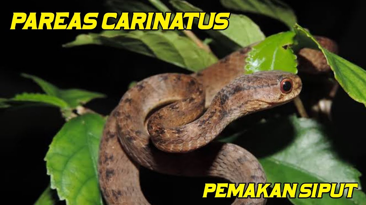 Ular siput unboxing ular pemakan siput (pareas carinatus) - YouTube