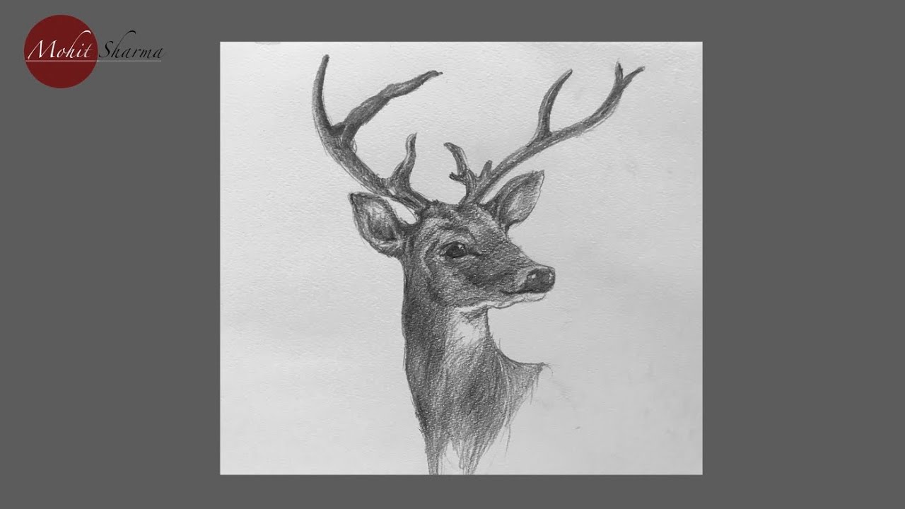“Deer” Pencil Drawing/Shading for beginners/Step by Step - YouTube