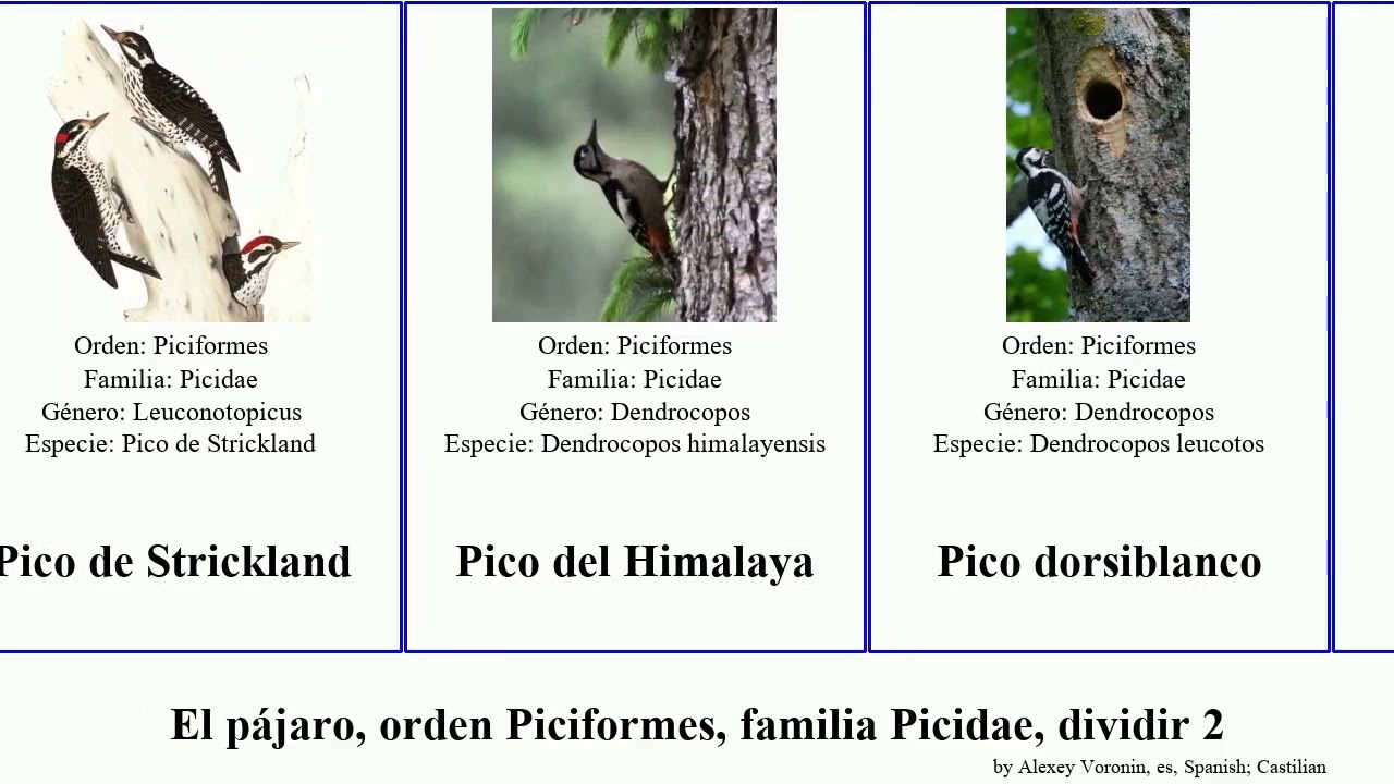 El pájaro, orden Piciformes, familia Picidae, dividir 2 pito pico ...