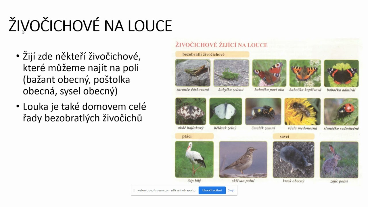 EKOSYSTÉM LOUKA - YouTube