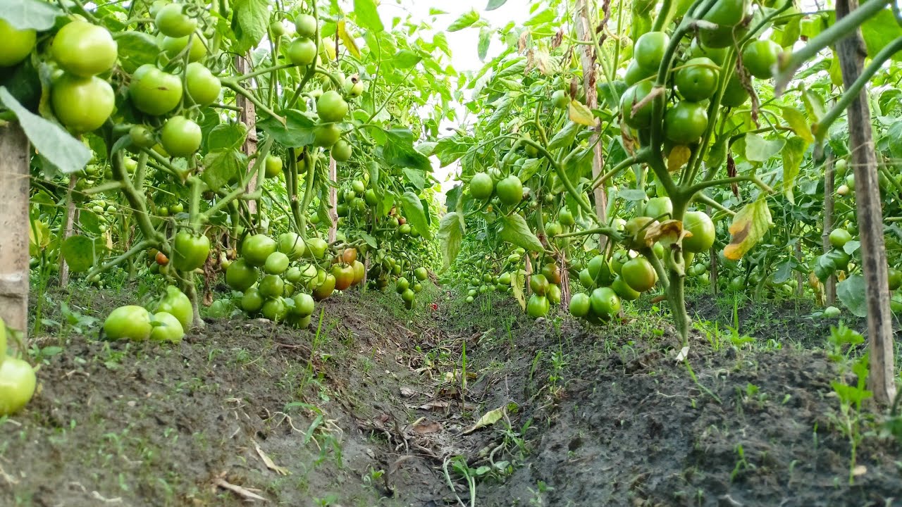 বারী ৫০১ টমেটো চাষ || tomato chas || doyel agro tools || - YouTube
