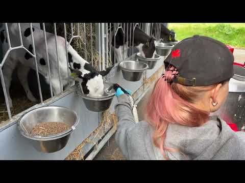 Biggest Udder In The World | Super Modern Milking System 2022 | Girls Milk Cows