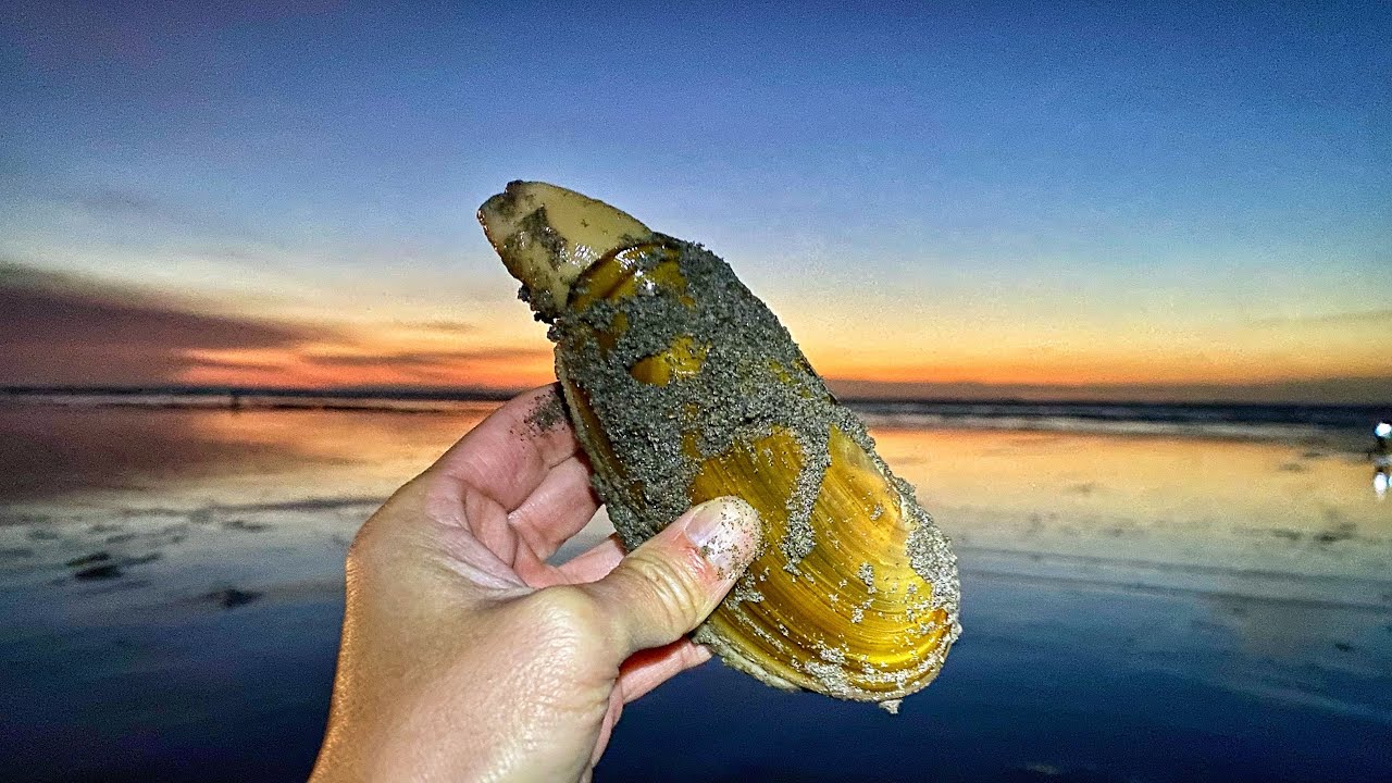Washington Coast Razor Clam Catch & Cook Recipes - YouTube