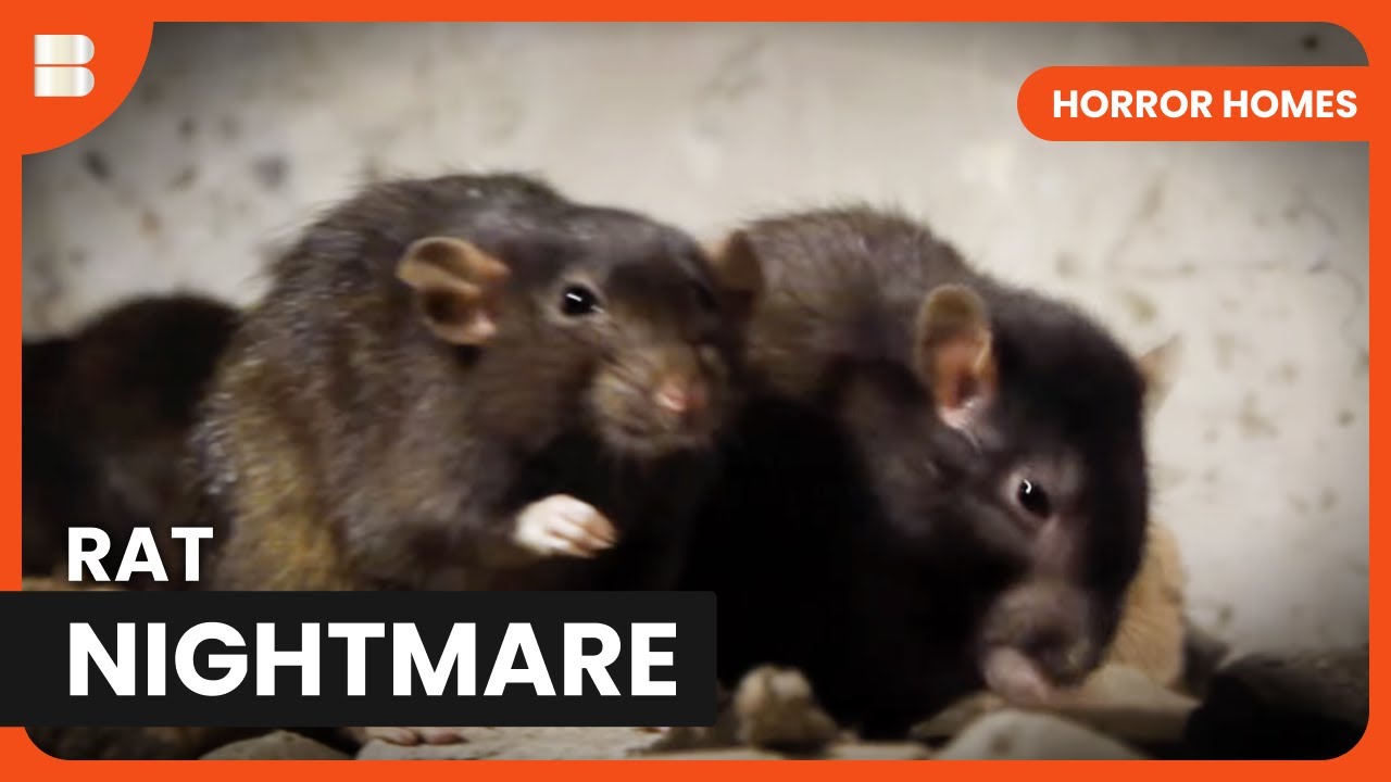 Rats Overrun Family Home - Horror Homes - Documentary - YouTube