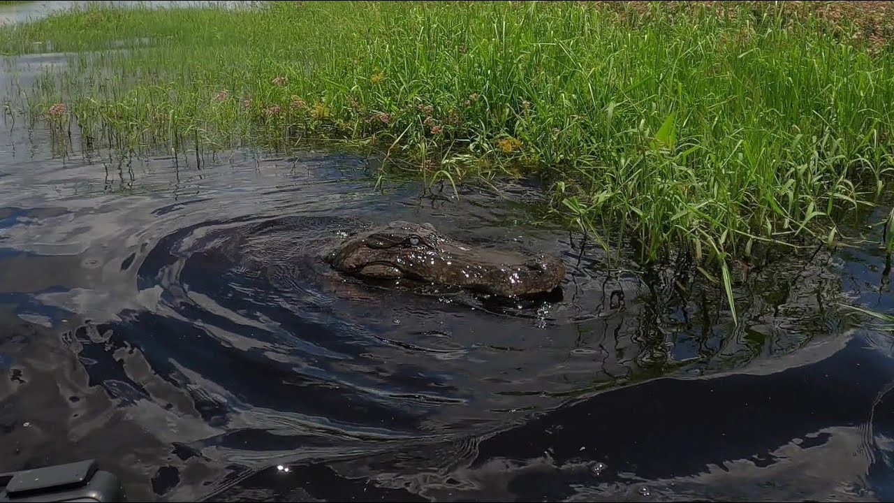 Fearless 10' Gator! He wasn't afraid of my JetSki! - YouTube