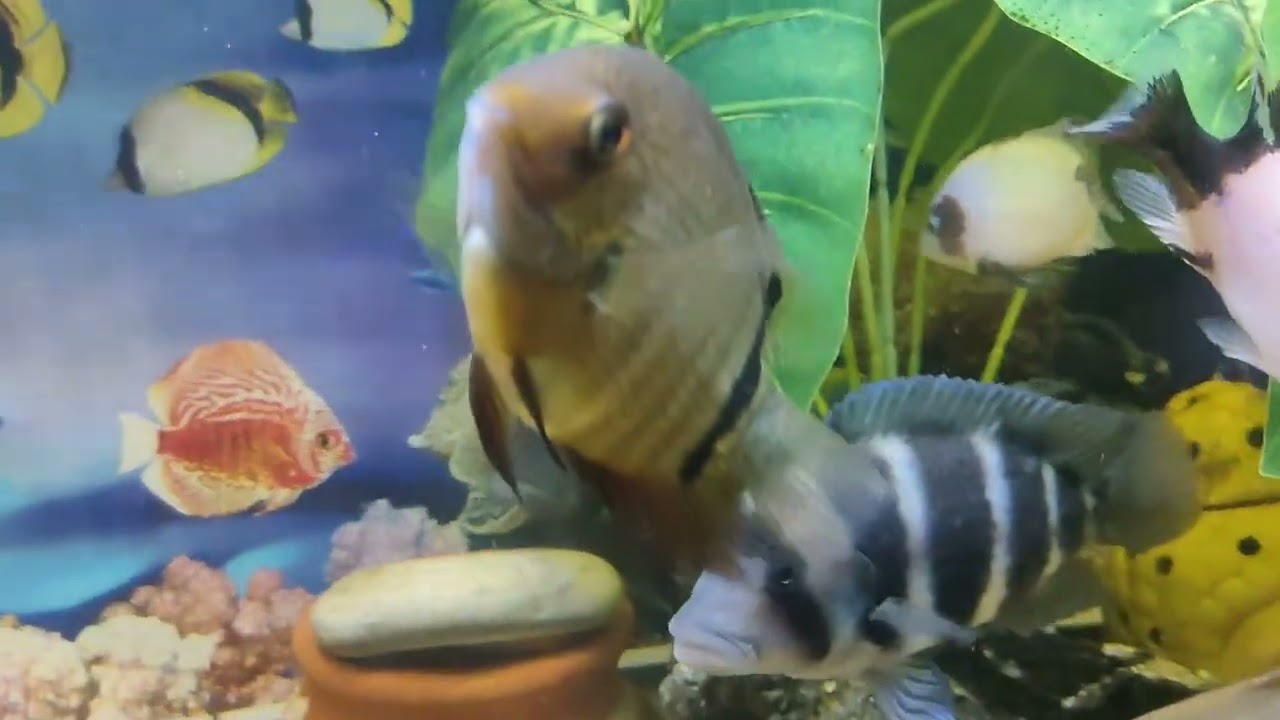 Aquarium Hard fishes - YouTube