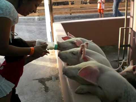 Dando el biberon al chanchito