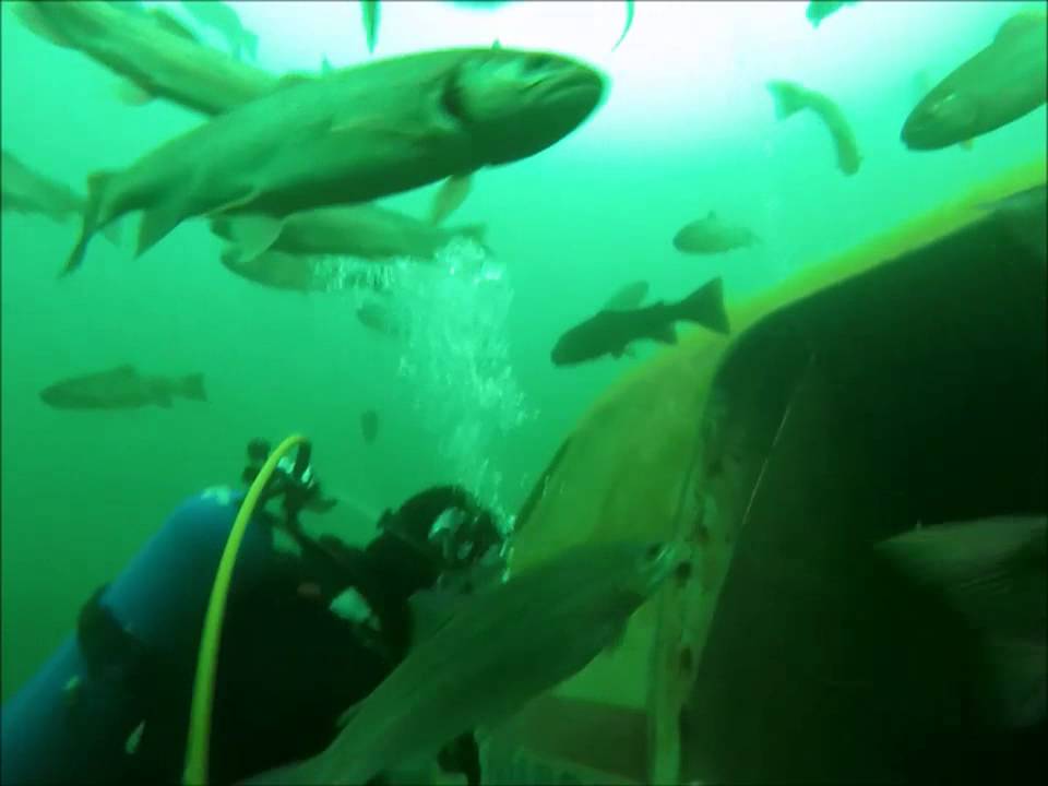 Scuba Diving at Gilboa Quarry - YouTube