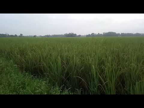 rice field short video