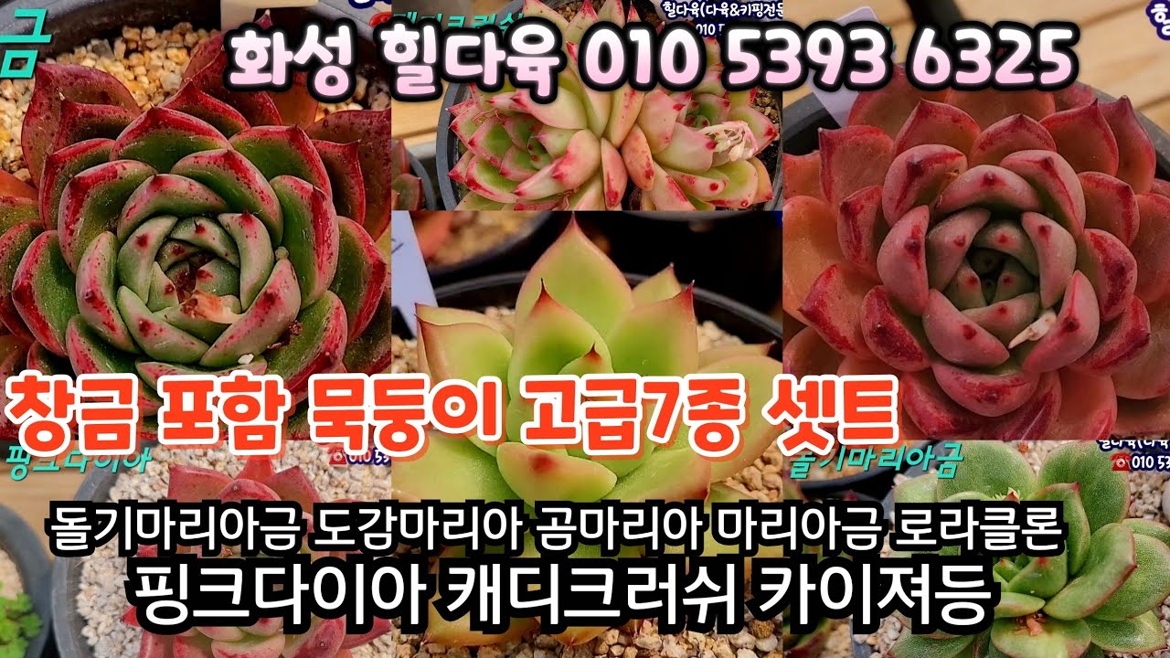 힐다육 창금포함 다져진고급7종 22셋트한정 도감마리아 곰마리아 핑크다이아 마리아금 간츠 포지션철화 스프레드마리아철화등