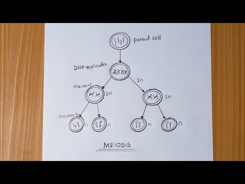 How To Draw Meiosis cell Division - YouTube